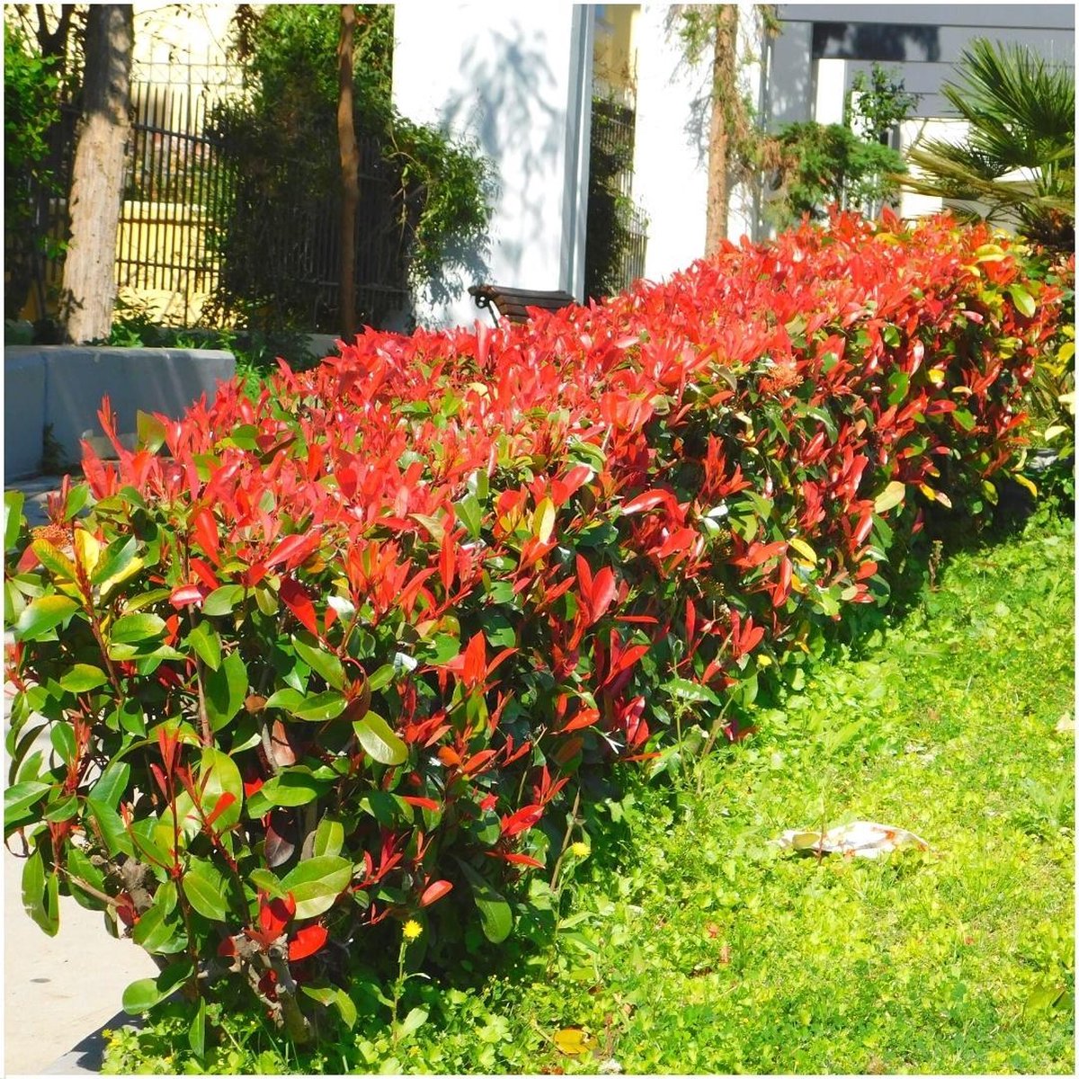Plants by Frank - 1 meter Glansmispel haag - Photinia fraseri 'Little Red Robin' - Set... | bol.com