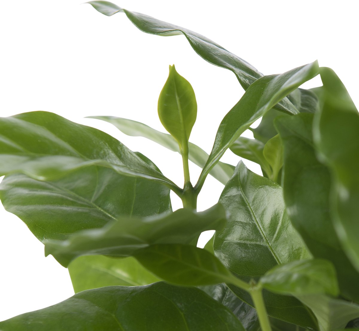 WL Plants - Set van 3 - Kamerplanten - Aloe Vera, Monstera & Coffea ...