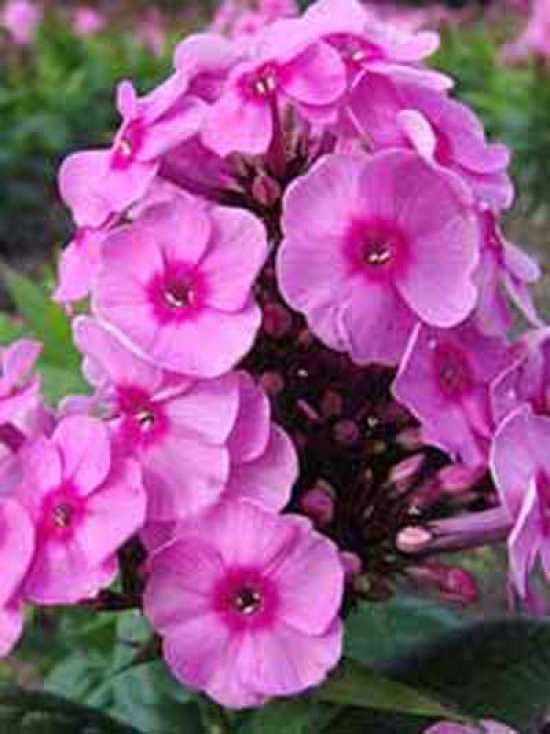 10 Phlox Paniculata Fondant Fancy - Vlambloem | bol