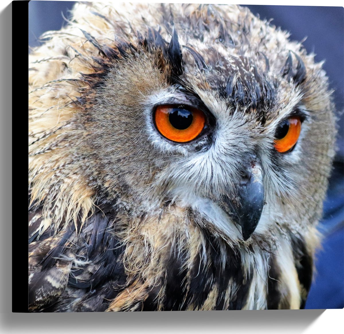 WallClassics - Toile - Hibou Grand Hibou - 40x40 cm Photo sur Toile ...