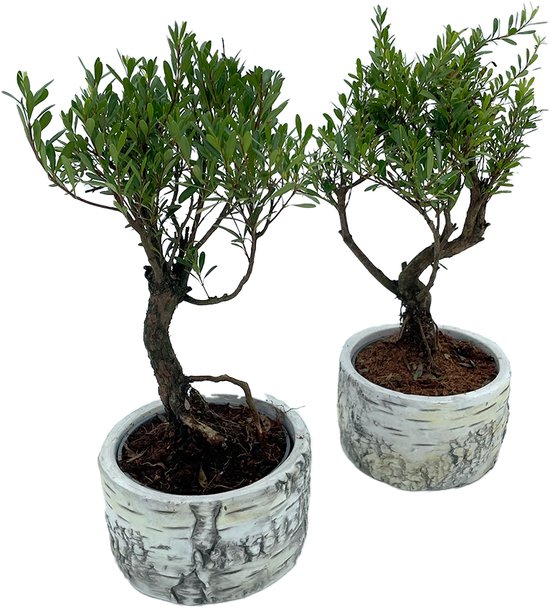 YouFlowers - Bonsai Boompje - Inclusief gratis pot - Hoogte: 30cm - Ø ...