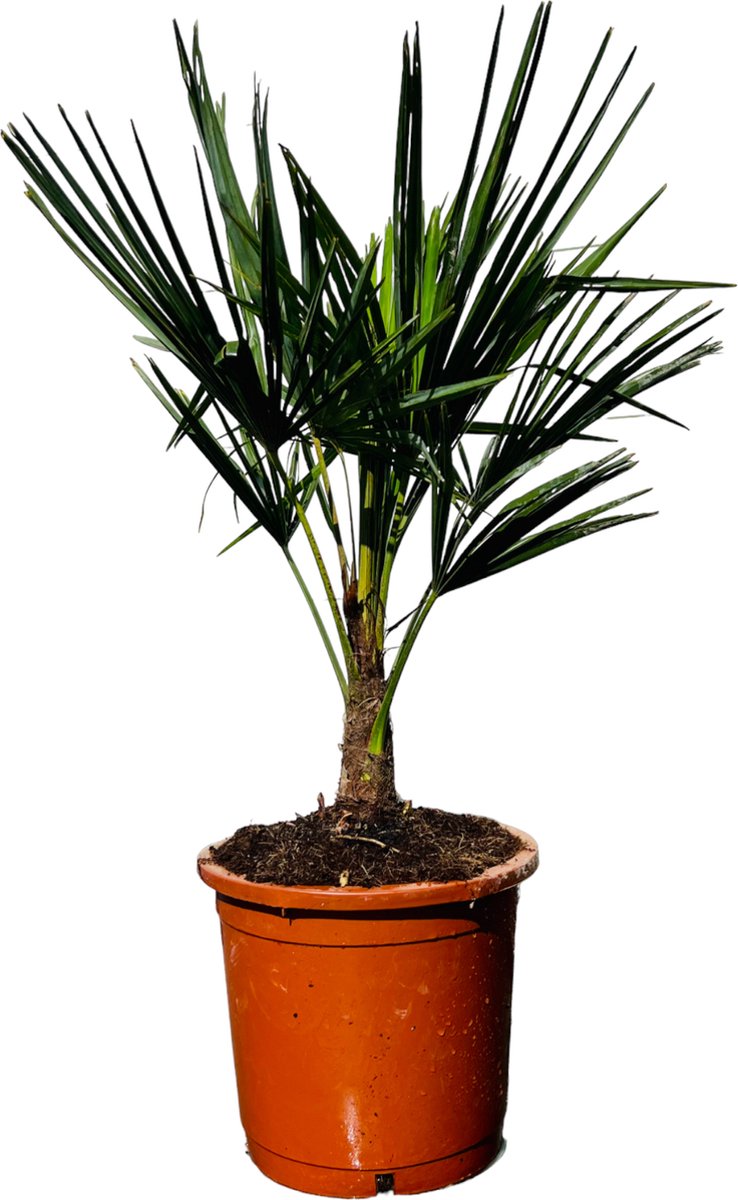 Tropictrees - Palmboom - Trachycarpus Fortunei - Plant - Winterhard ...