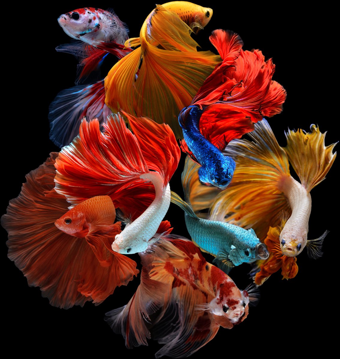 Plexiglas Schilderij 'School rond' van Oasis Art | Ø 100 CM | Gratis ...