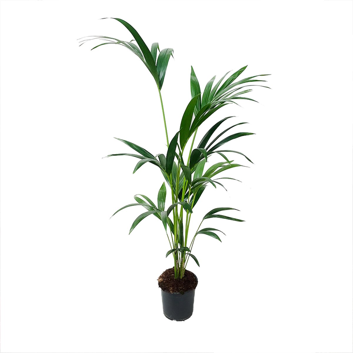 YouFlowers - Kentia Palm - Howea Kentia - Ø 18-21cm - Hoogte 100-110 cm ...