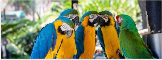 Poster (Mat) - Vijf Papegaaien bij Elkaar onder Rieten Parasol - 90x30 ...