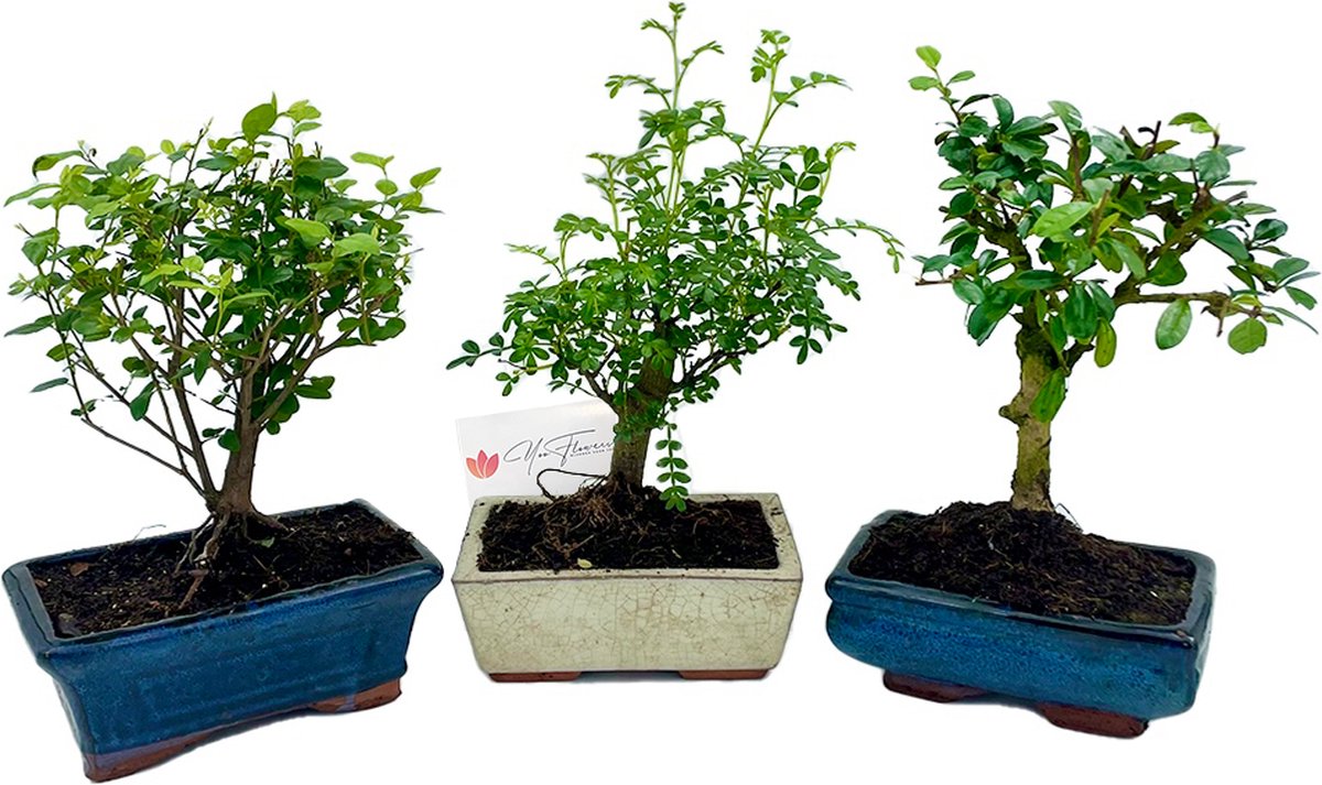 YouFlowers - Bonsai boompje - Set van 3 - Met bijbehorende keramieken ...