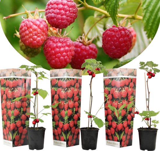 Garden Select - Set van 3 Frambozenstruiken - Rubus ideaus 'Autumn ...