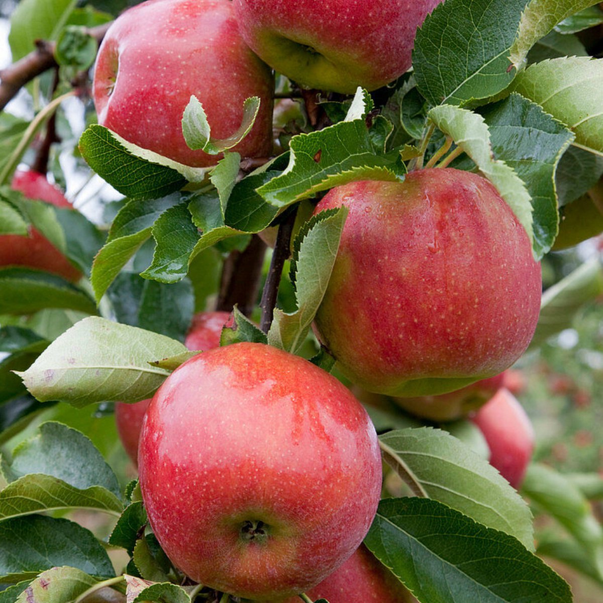 Appelboom - Malus Jonagold | Omtrek: 6-10 cm | Halfstam | bol.com