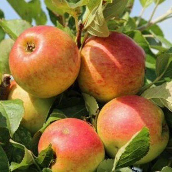 Appelboom - Malus James Grieve | Omtrek: 6-10 cm | Halfstam | bol.com