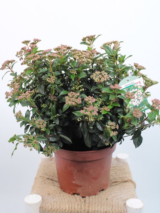 Viburnum tinus - Sneeuwbal - struik met knoppen - potmaat 19 cm ...