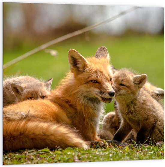 WallClassics - Plaque de Mousse PVC - Maman Renard Allongée dans l'Herbe avec Enfants... | bol.com