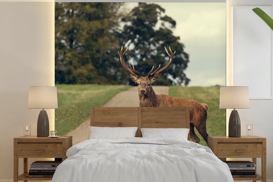 Behang - Fotobehang Hert - Groen - Gras - Breedte 350 cm x hoogte 350 ...