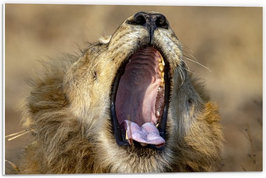 PVC Schuimplaat- Brullende Leeuw zonder Tanden - 60x40 cm Foto op PVC Schuimplaat | bol
