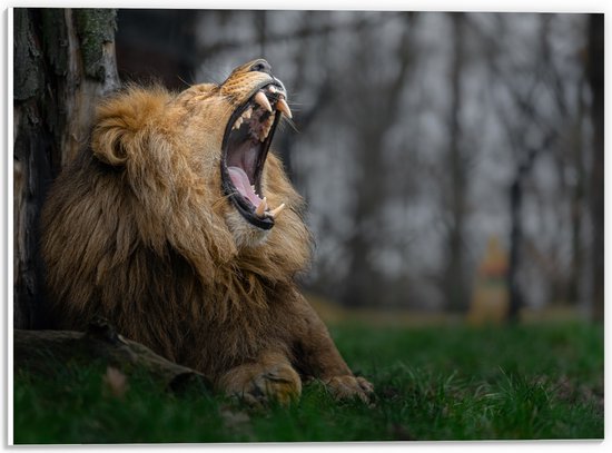 PVC Schuimplaat - Brullende Leeuw met Grote Tanden tegen Boomstam in Grasveld - 40x30... | bol.com