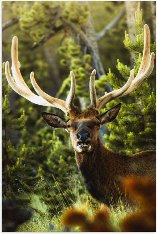 WallClassics - Poster (Mat) - Hert met Groot Gewei in het Bos - 80x120 ...