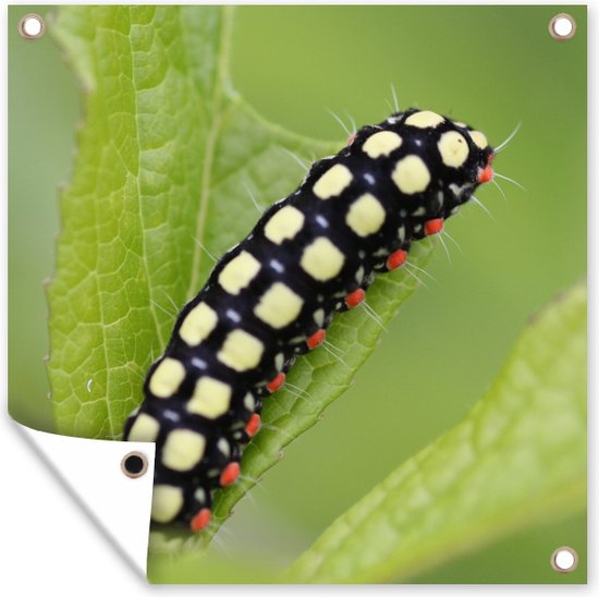 Tuin poster Een wit gevlekte rups op een blad - 200x200 cm - Tuindoek ...