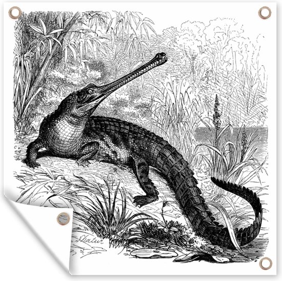 Tuin poster Een antieke zwart-wit illustratie van een gaviaal - 200x200 ...