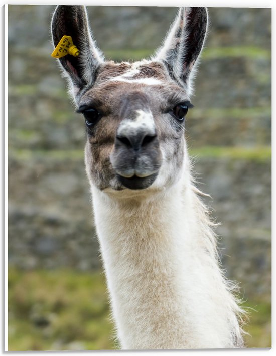 PVC Schuimplaat - Portret van Lama met Lange Nek en Oornummer - 30x40 ...