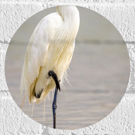 WallClassics - Muursticker Cirkel - Witte Reiger met Poot in het Water ...