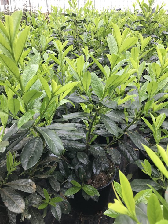 5x Laurier Prunus laurocerasus ´Novita´ 150-175cm | bol