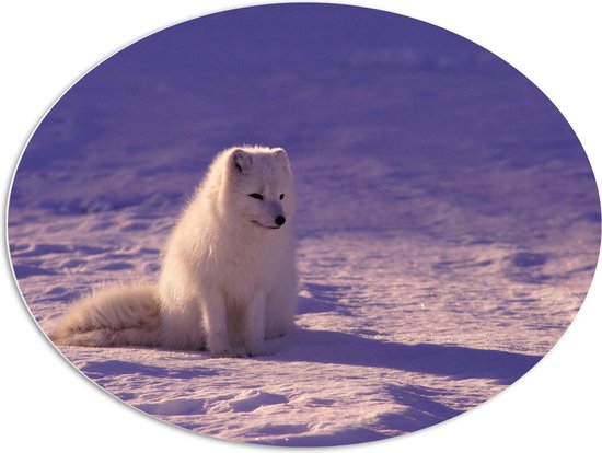 WallClassics - PVC Schuimplaat Ovaal - Witte Vos in de Sneeuw met ...