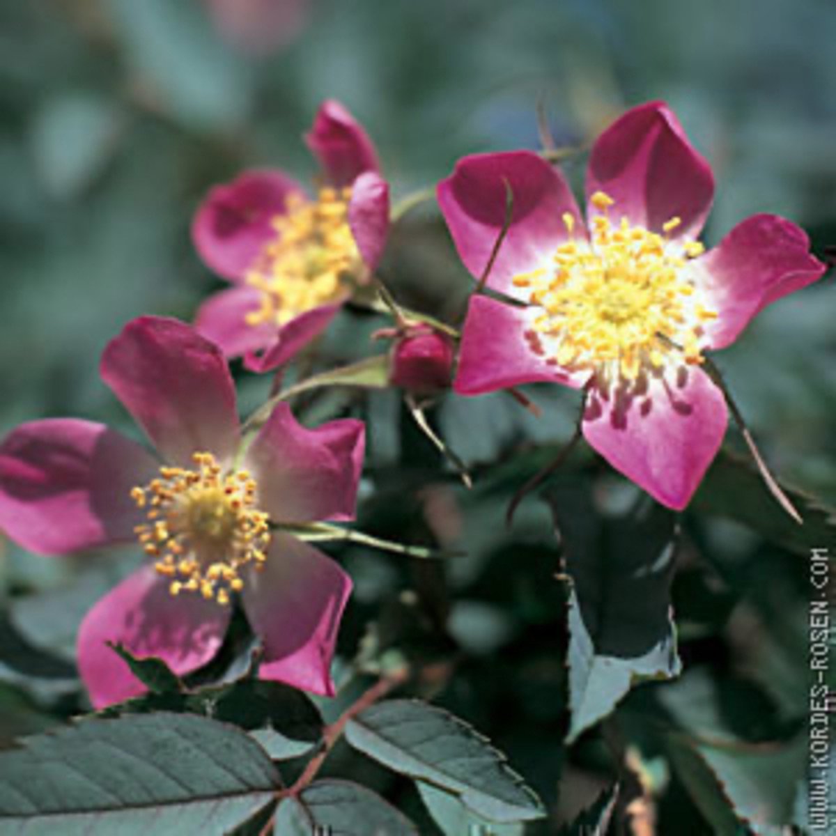 10 x Rosa glauca - Wilde roos, Botanische roos, bergroos in blote ...