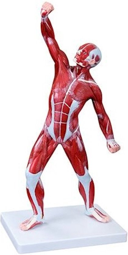 Anatomie model Spieren menselijk lichaam man- 50 cm | bol