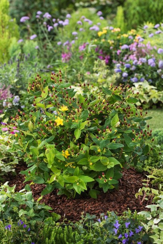 3 stuk(s) | Hypericum inodorum 'Elstead' C1.5 cm | bol