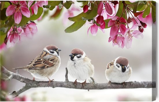 Schilderijkoning - Canvas Schilderij Mussen Vogels - 40 x 30 cm | bol