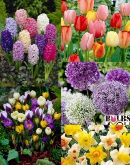 Spring flowering mega mix - 65 stuks - tulpen - narcissen - hyacinten ...