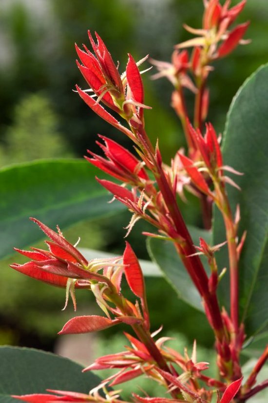Photinia fraseri 'Red Robin' C20 125-150 cm - Bloeiende plant ...