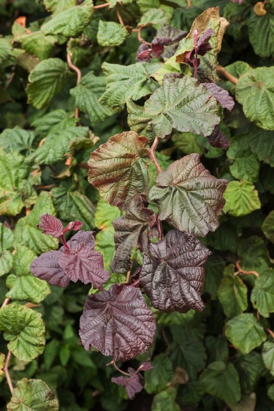 Plants Online - Tuinplanten - Heesters - Set van 1 - Corylus avellana 'Red Majestic'... | bol