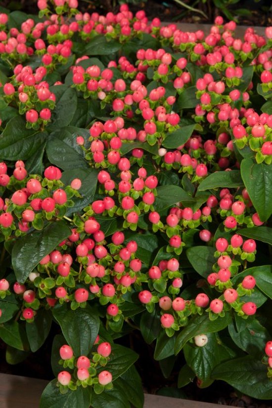 Plants Online - Tuinplanten - Heesters - Set van 1 - Hypericum Miracle ...