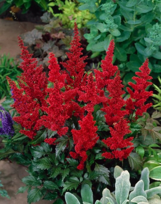 Plants Online - Tuinplanten - Vaste planten - Set van 10 - Astilbe (A ...