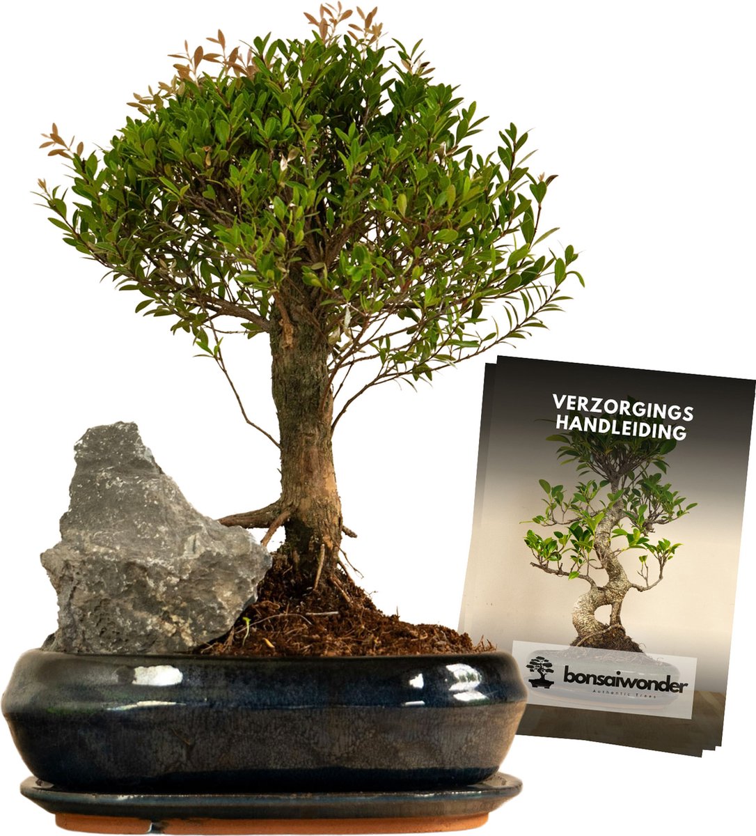 Bonsaiwonder - Syzygium Landscape XL - Bonsai boompje - met rots ...