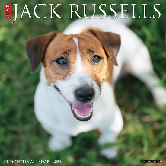 Just Jack Russells 2024 12 X 12 Wall Calendar, Willow Creek ...