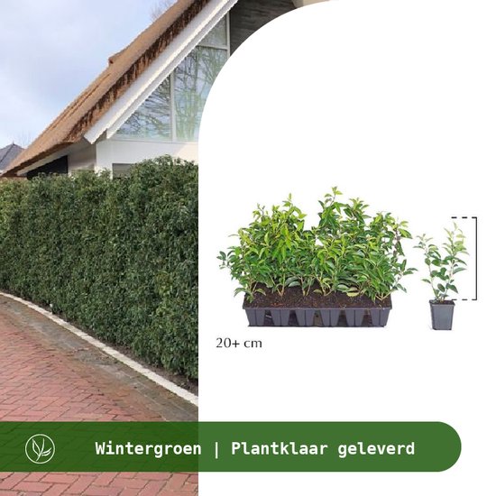 18 stuks | Portugese Laurier P9-tray - Bloeiende plant - Compacte groei ...