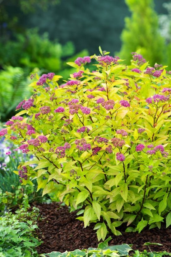 Arbustes de haie - Un ensemble 3 - Spiraea japonica 'Firelight' - (1.5L ...