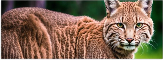Poster (Mat) - Opzijkijkende Lynx bij het Bos - 90x30 cm Foto op ...