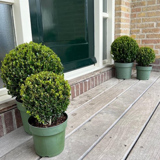 Plants by Frank | echte hulstplant in bolvorm | 1x Ilex crenata 'Jenny ...