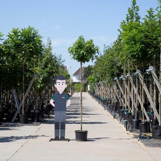 Bomenbezorgd.nl - Boom - Amberboom bolvorm - 200cm stamhoogte (6-10 cm stamomtrek) -... | bol