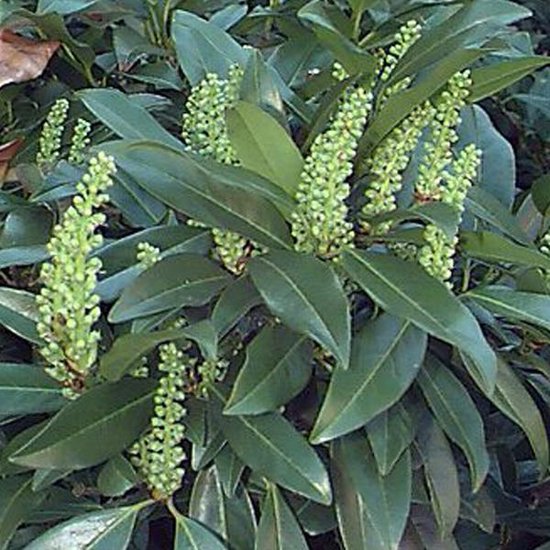 Prunus laurocerasus 'Zabeliana' - Laurierkers - 30-50 cm in pot ...