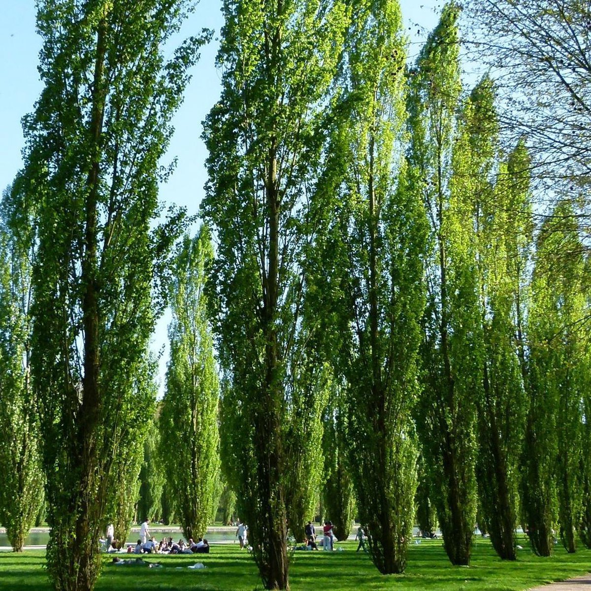 Populus Nigra 'Italica' - Italiaanse Populier - Stamomtrek 8-10 cm ...