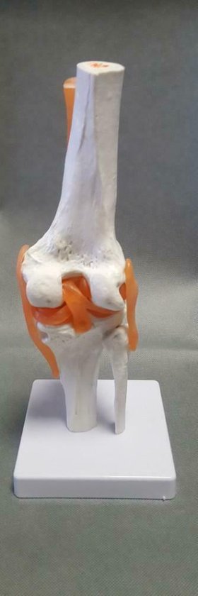 anatomie Knie anatomish model | bol