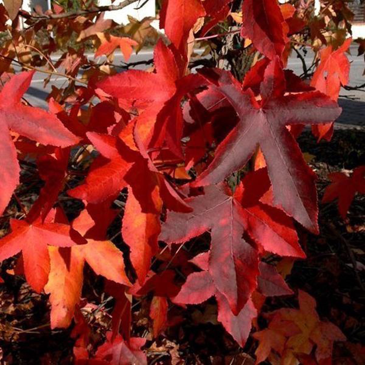 Liquidambar Styraciflua 'Lane Roberts' - Amberboom - 150-175 cm pot | bol.com