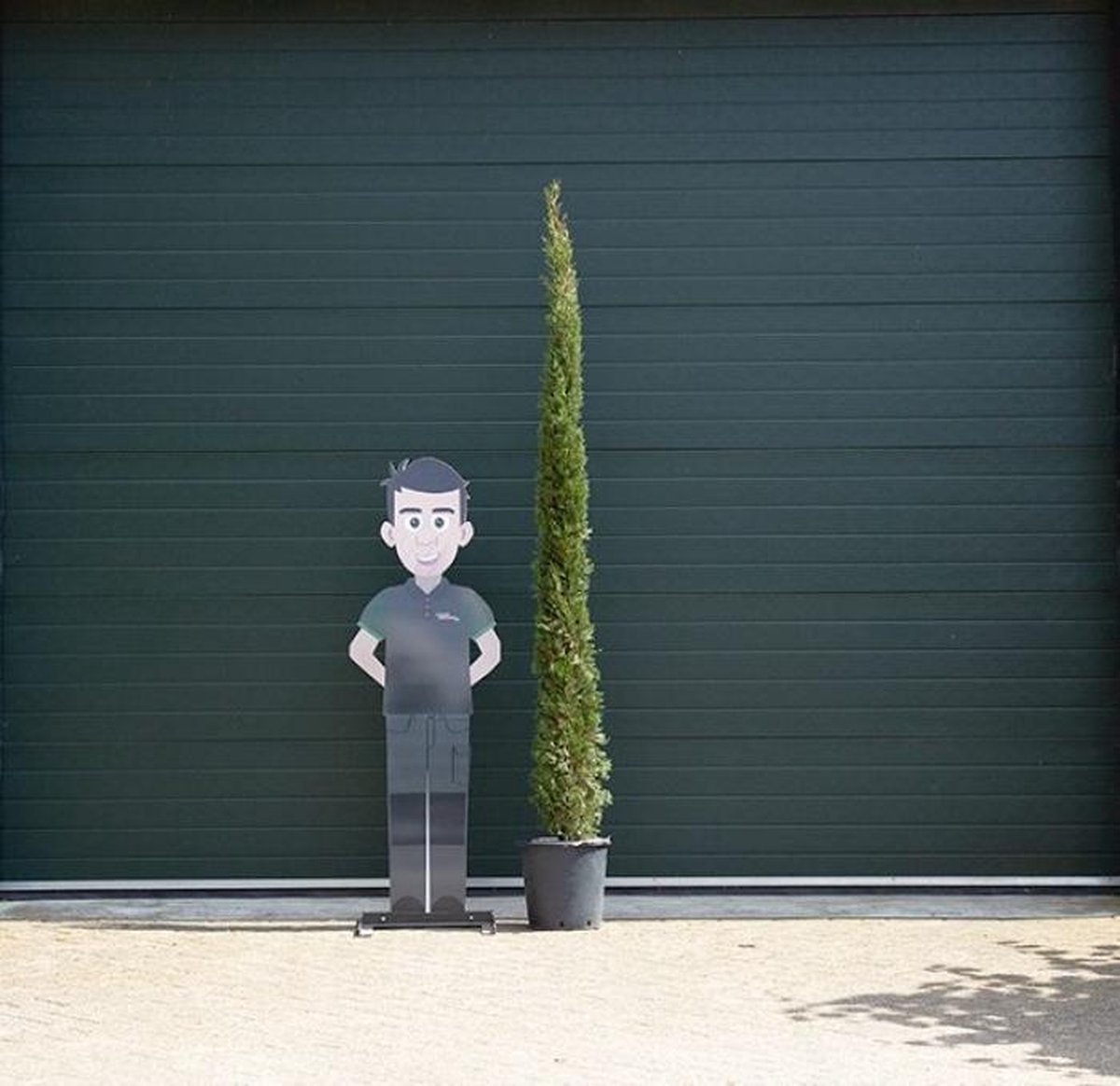 bol.com | Italiaanse cipresboom - Cupressus sempr. ‘Pyramidalis' 200 ...