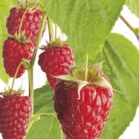 Frambozenplant - Rubus idaeus 'Heritage' - frambozenstruik - kleinfruit ...