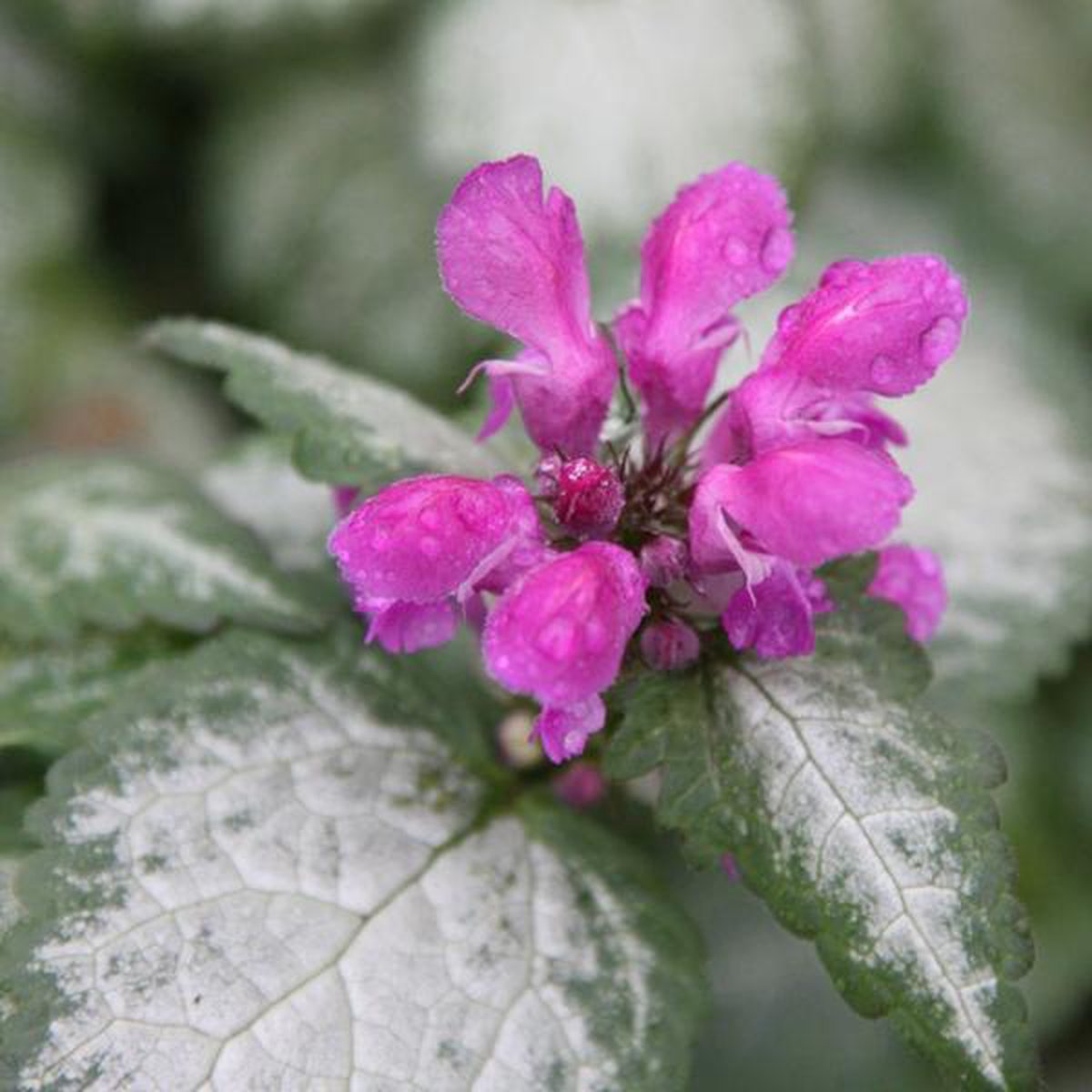 6 x Lamium Maculatum 'Beacon Silver' - Lamier tacheté 'Beacon Silver ...