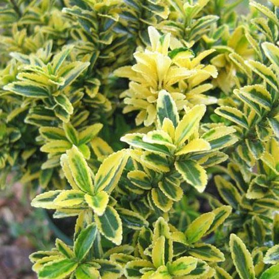 Euonymus Japonicus 'Microphyllus' - Fusain du Japon 'Microphyllus' 20 ...