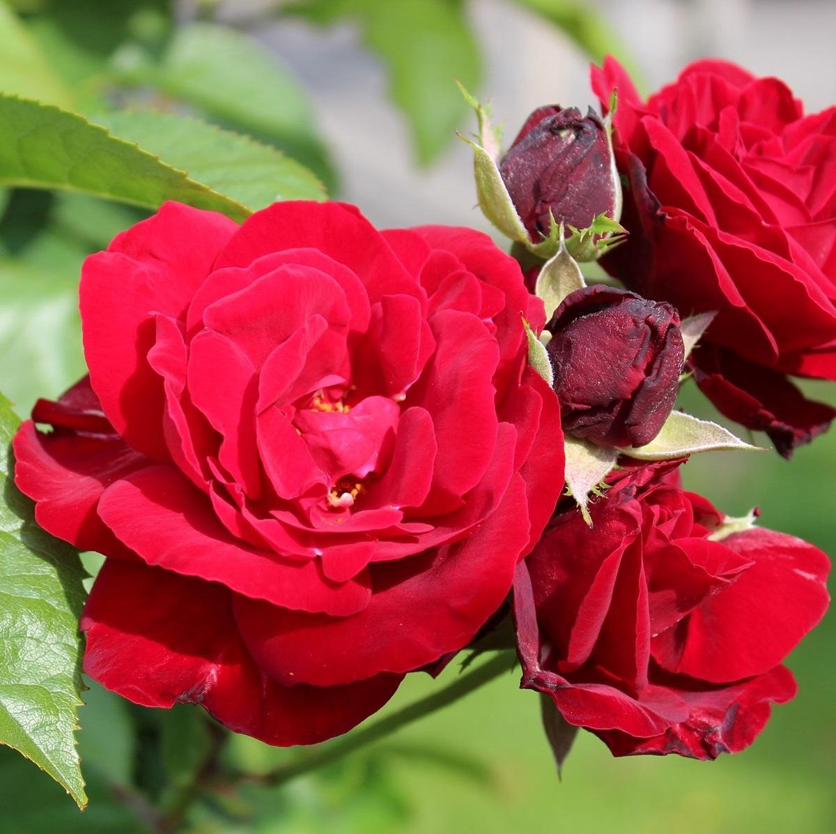 Rosa - Struikroos 'Europeana' - blote wortel | bol.com